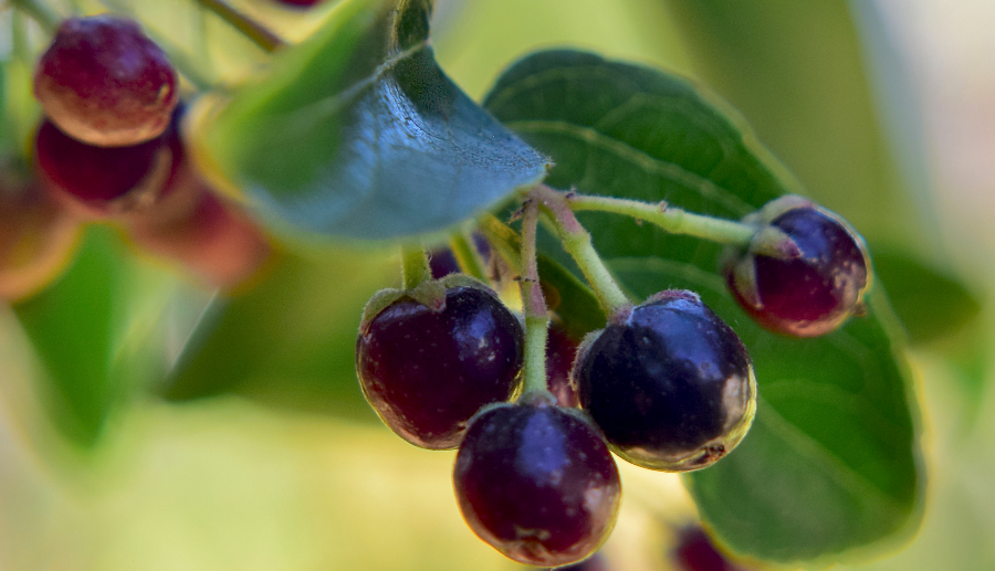 Frutas del sur de Chile: variedades y beneficios – SKY Airline – Blog