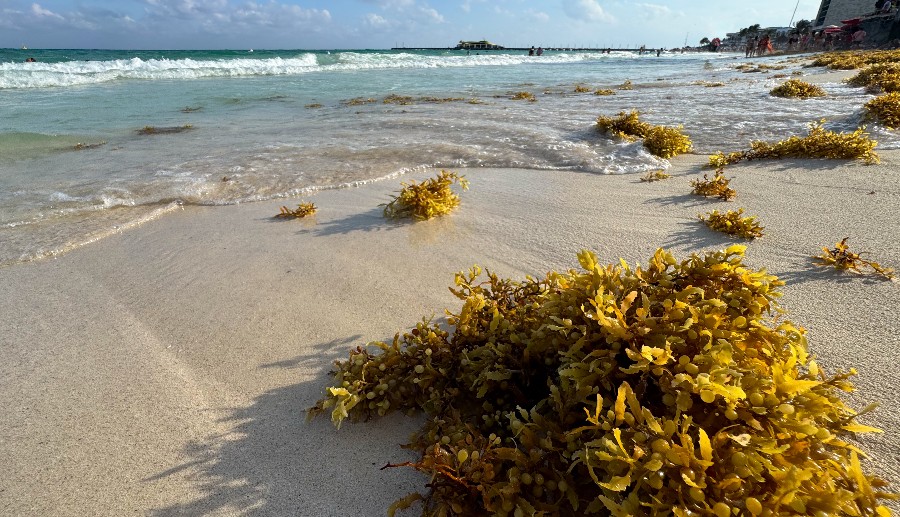 ¿Qué es el sargazo y cómo afecta a las playas del Caribe? – SKY Airline – Blog